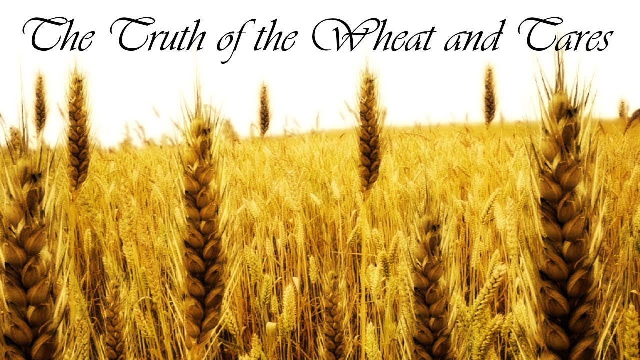 The Wheat and Tares Parable Speaks of 1 Rapture – Biblical Teaching to ...